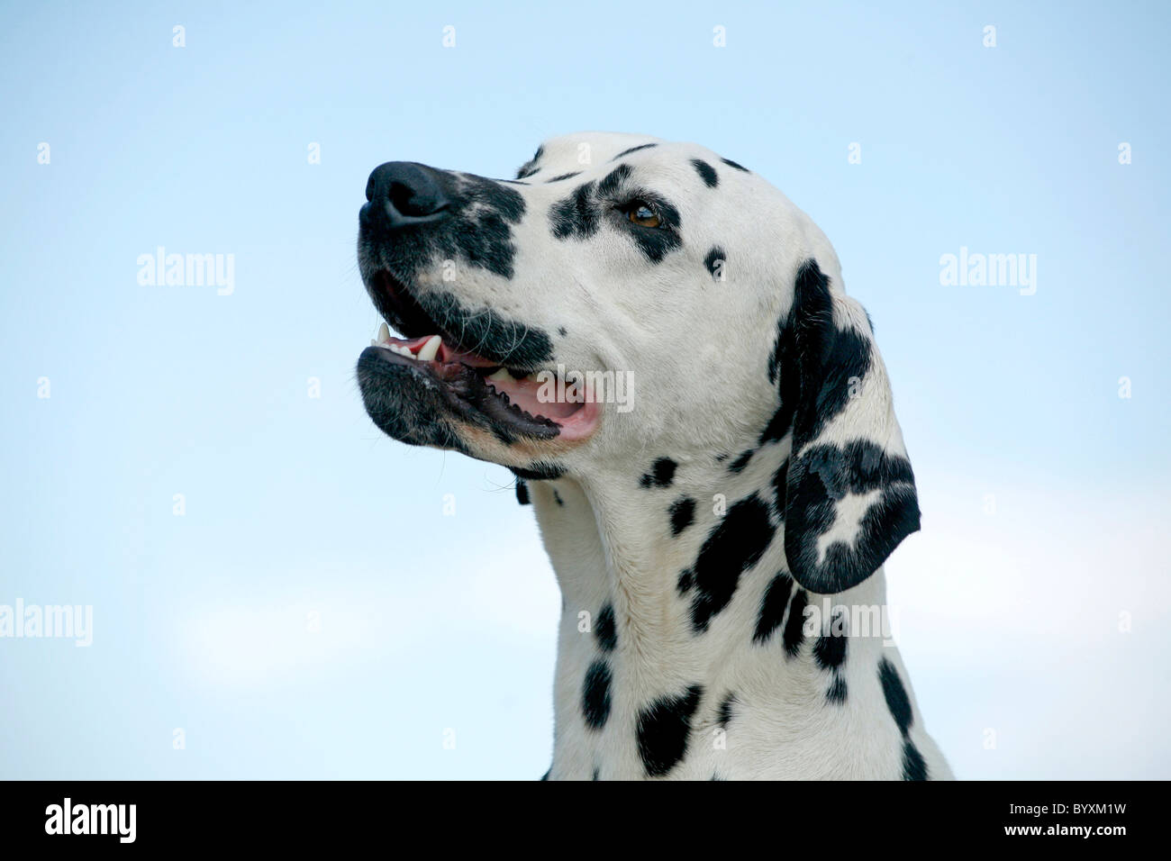 Dalmatiner Portrait / Dalmatian Portrait Stock Photo - Alamy