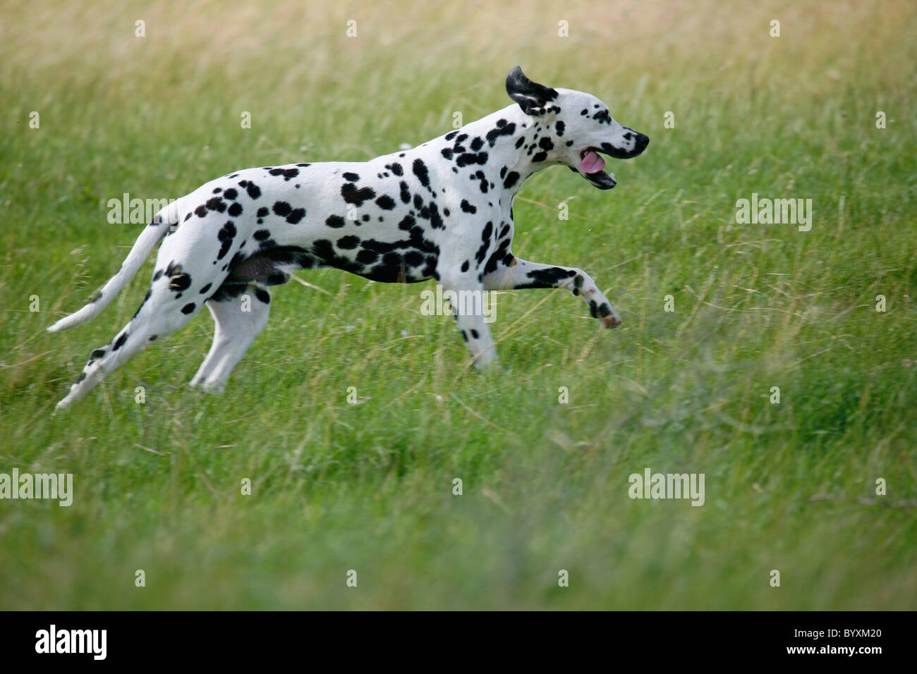 Dalmatian running hi-res stock photography and images - Alamy