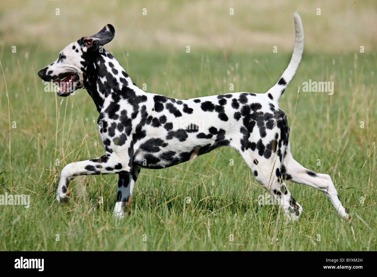 Profil galoppieren hi-res stock photography and images - Alamy