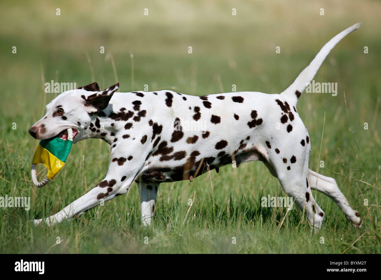Dalmatians at play hi-res stock photography and images - Alamy
