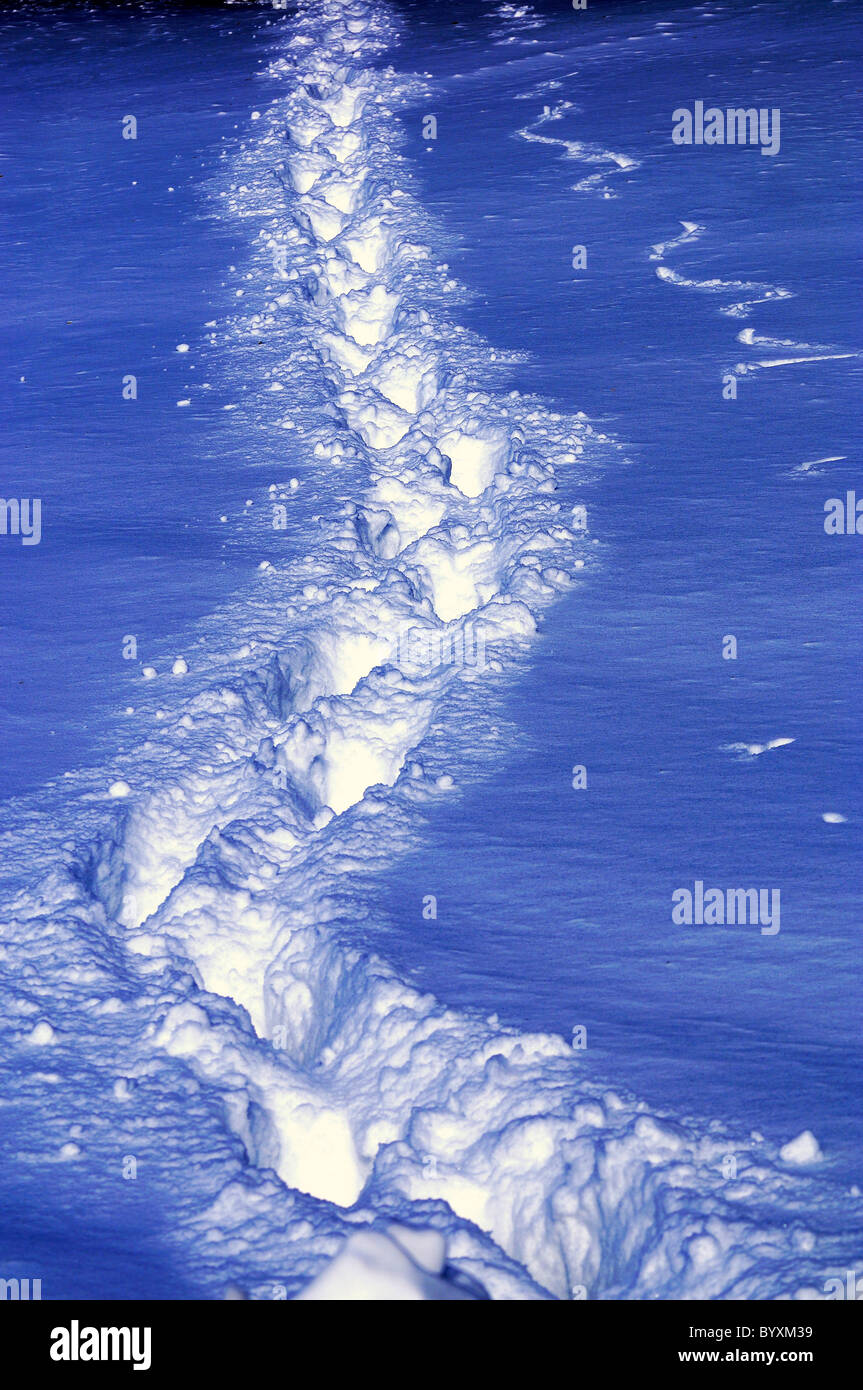 Human Prints High Resolution Stock Photography and Images - Alamy