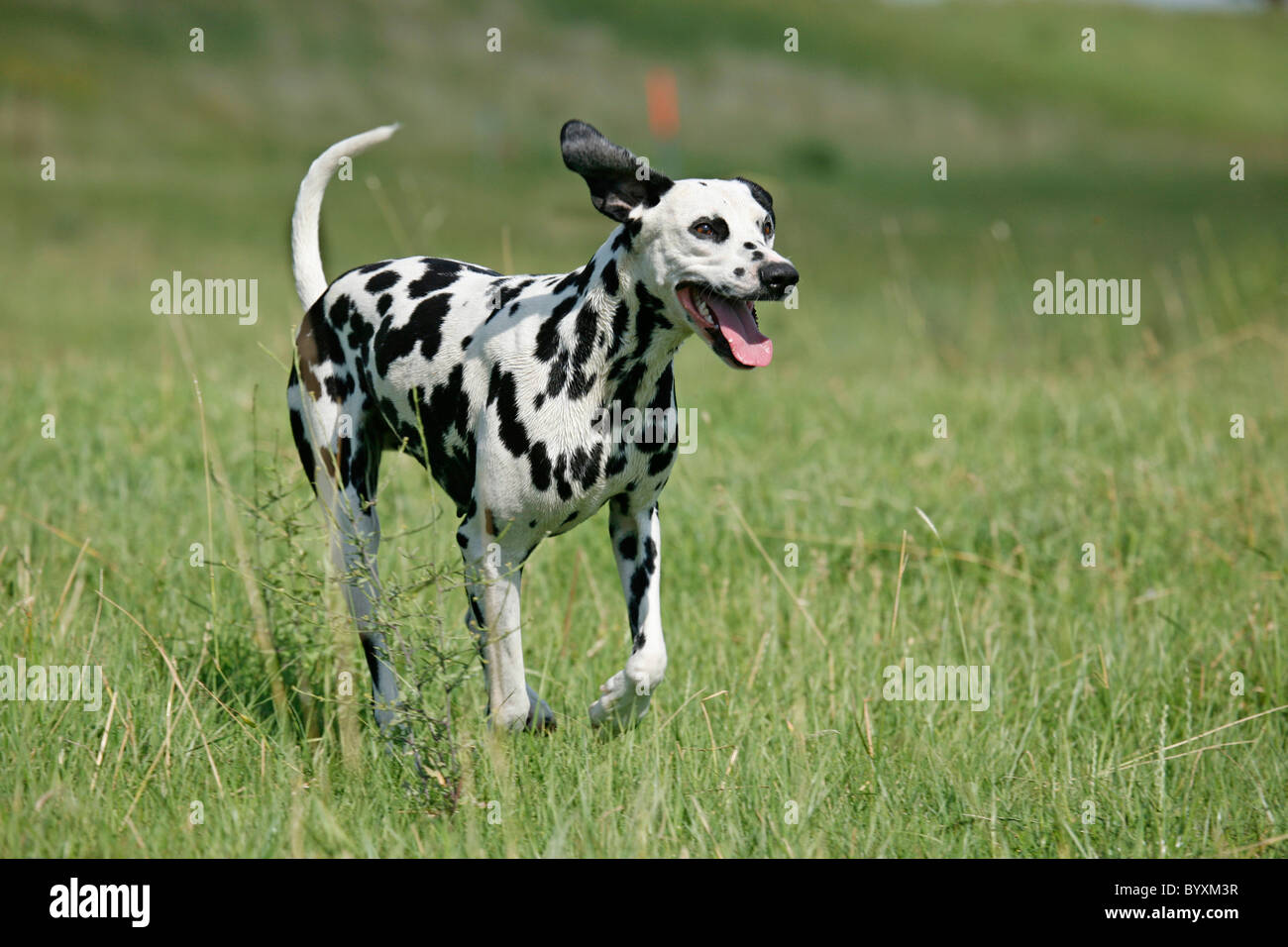 rennender Dalmatiner / running Dalmatian Stock Photo - Alamy