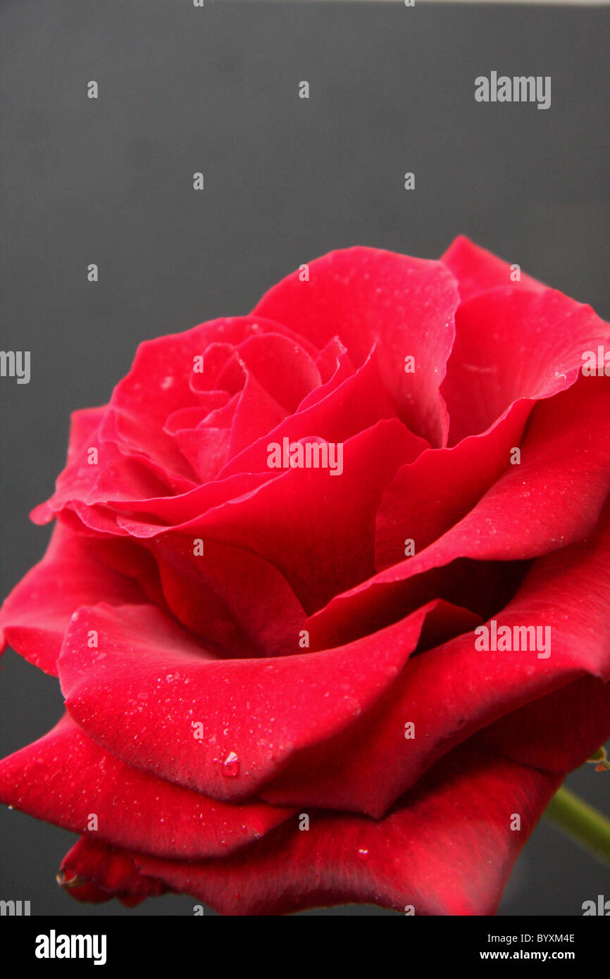 red rose in full bloom Stock Photo - Alamy