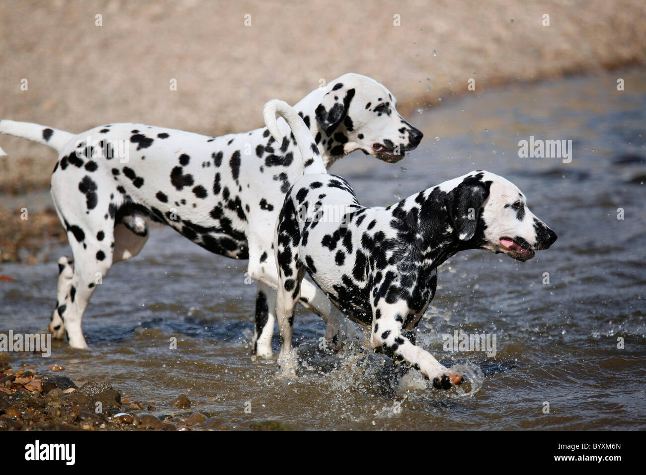 Dalmatiner / Dalmatian Stock Photo - Alamy