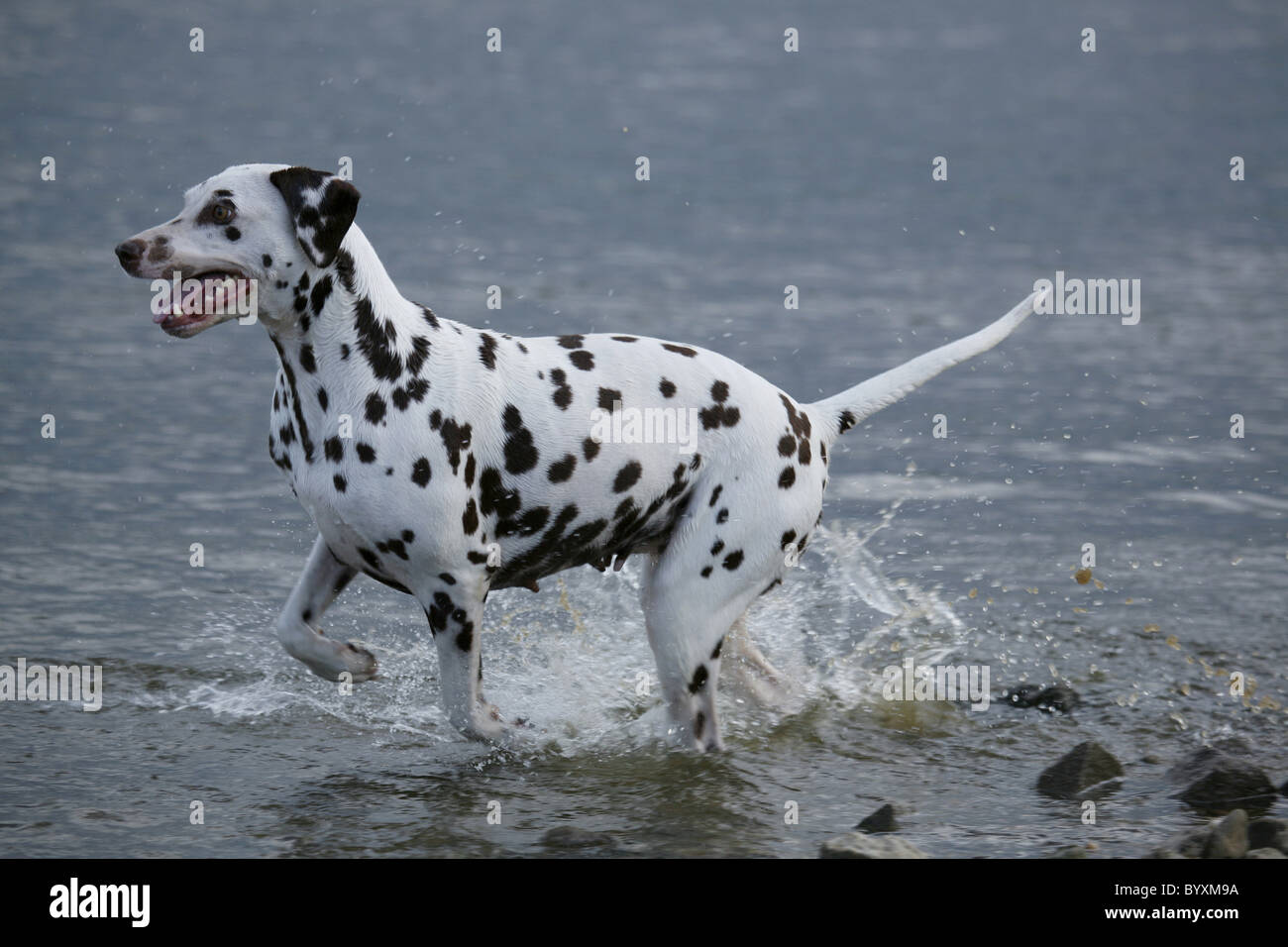 rennender Dalmatiner / running Dalmatian Stock Photo - Alamy