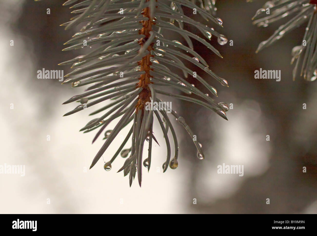 Closeup on drops over a pine tree Stock Photo - Alamy