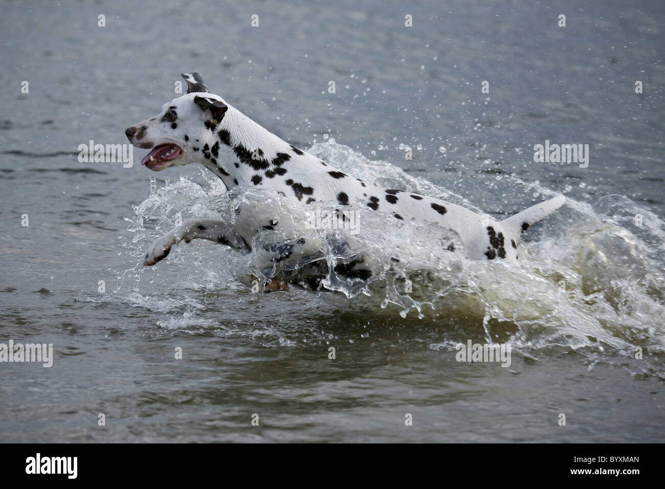 rennender Dalmatiner / running Dalmatian Stock Photo - Alamy