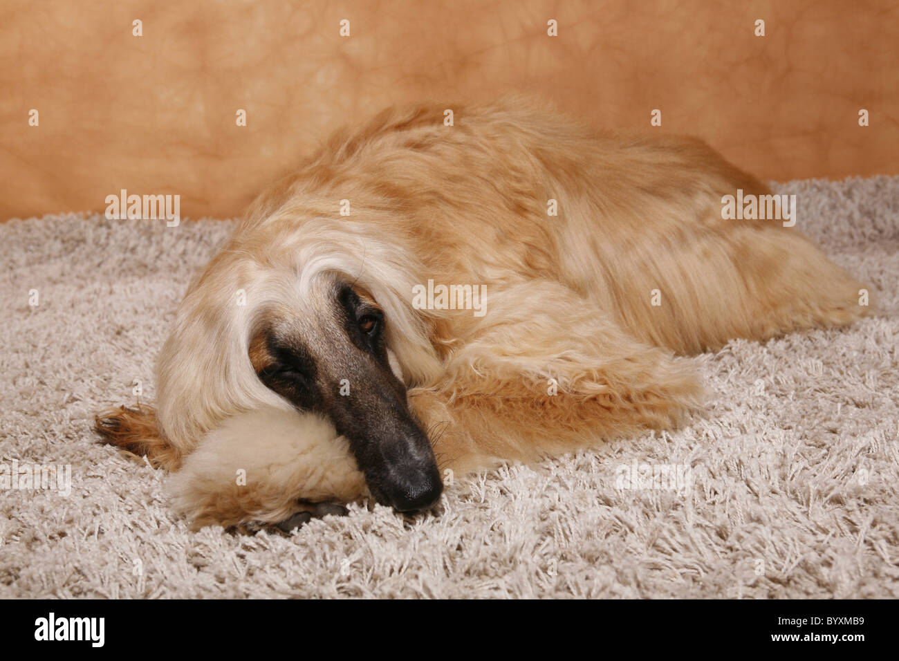 Afghanischer Windhund / Afghan Hound Stock Photo - Alamy