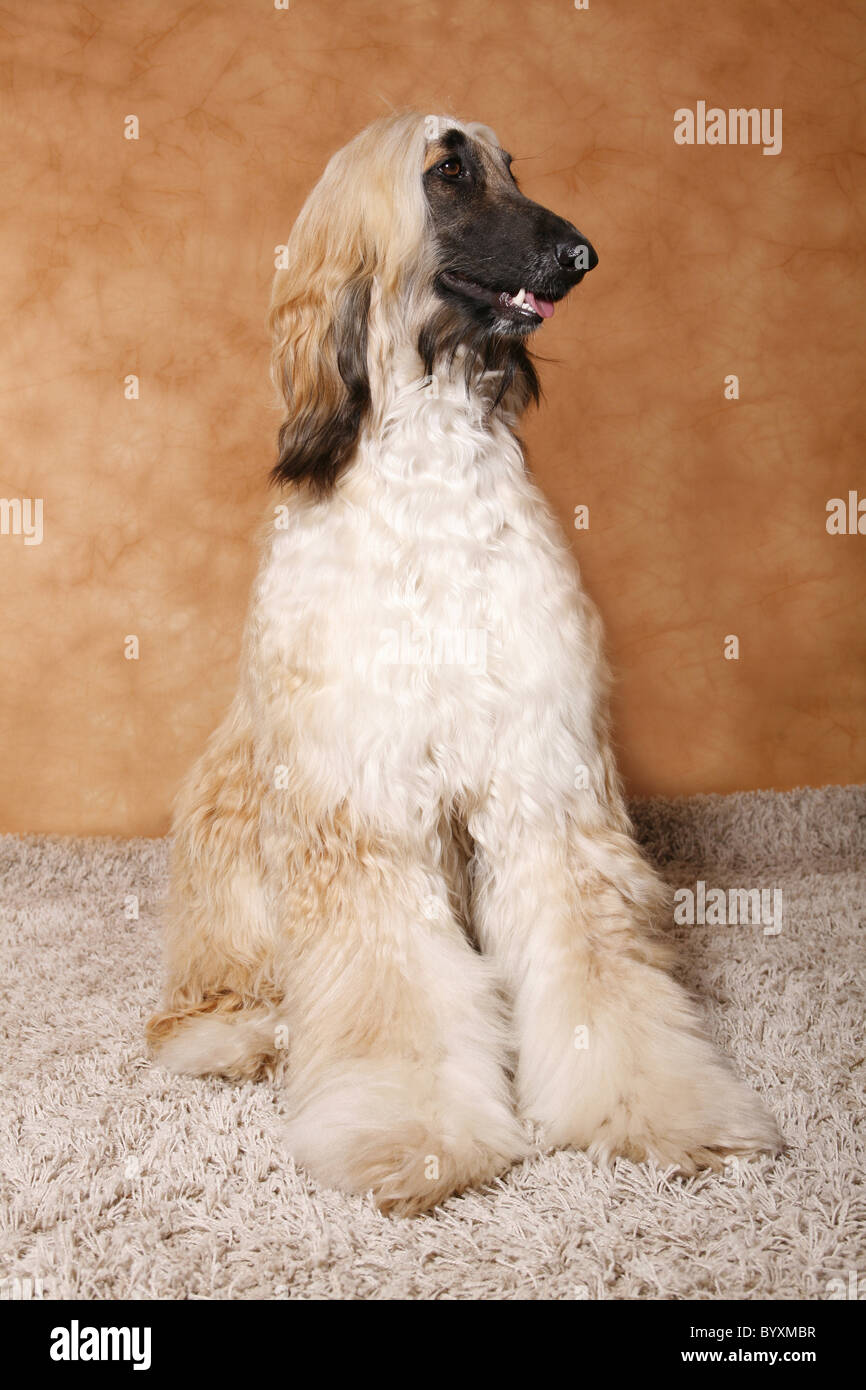 Afghanischer Windhund / Afghan Hound Stock Photo - Alamy
