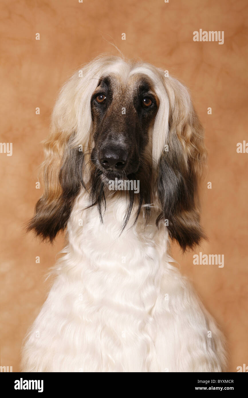 Afghan hound hi-res stock photography and images - Alamy