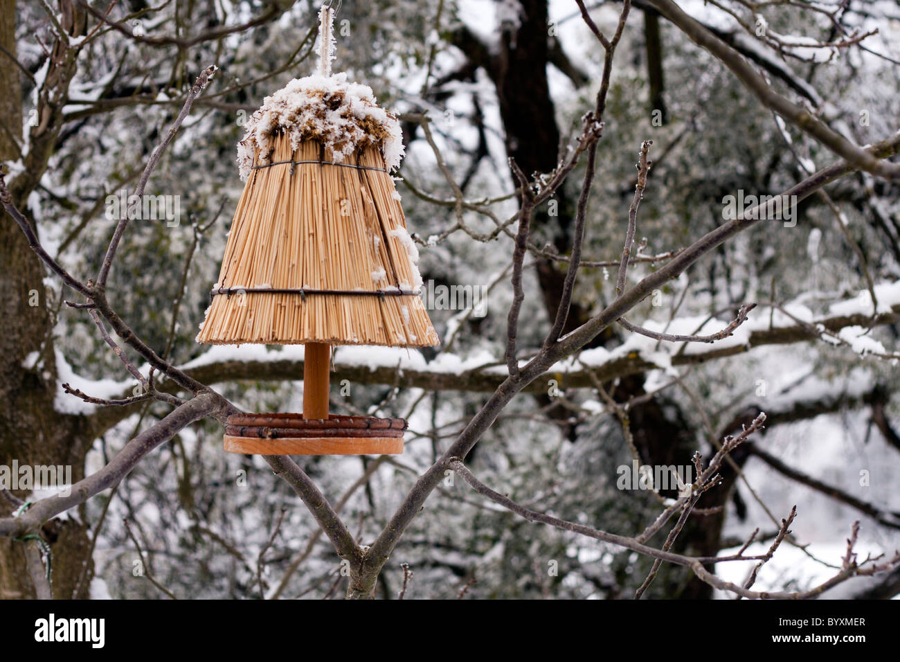 Bird house on the tree in winter time Stock Photo - Alamy