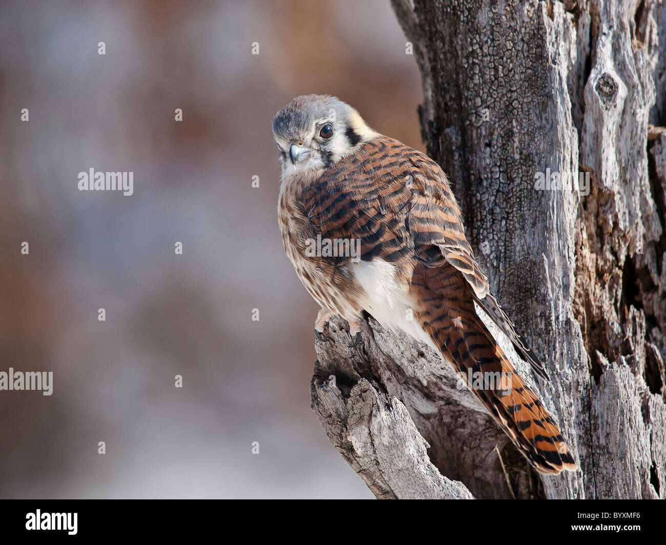 Beautiful American Kestrel Stock Photo - Alamy