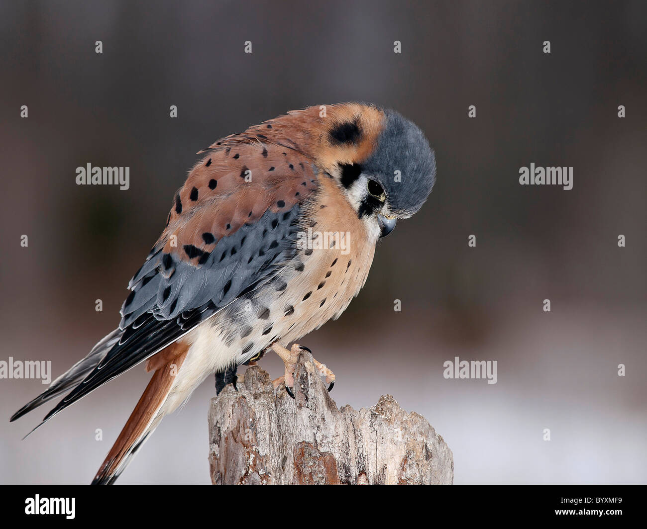 Kestrel image hi-res stock photography and images - Alamy