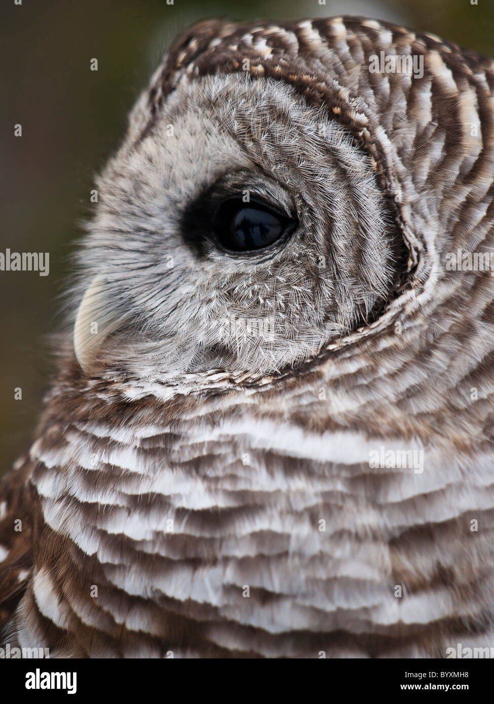 Closeup portrait of a Barred Owl Stock Photo - Alamy