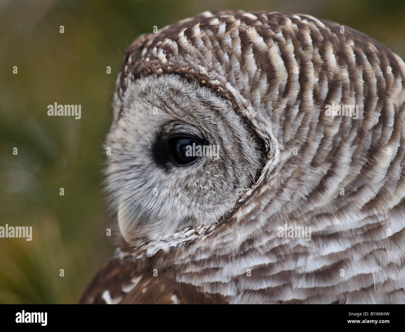 Barred owl hi-res stock photography and images - Alamy