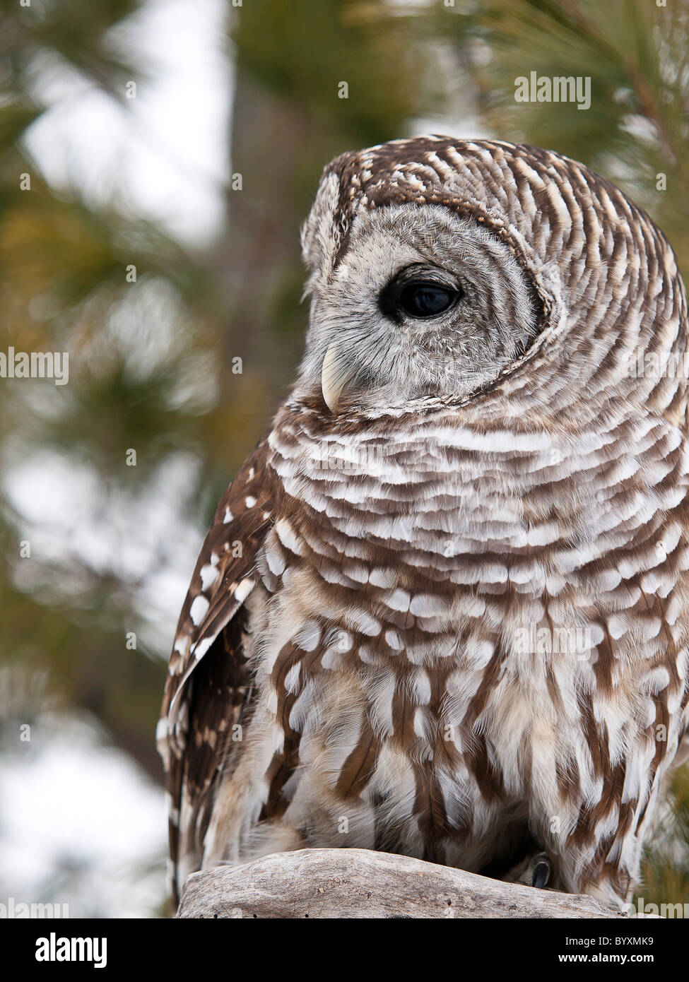 Closeup portrait of a Barred Owl Stock Photo - Alamy