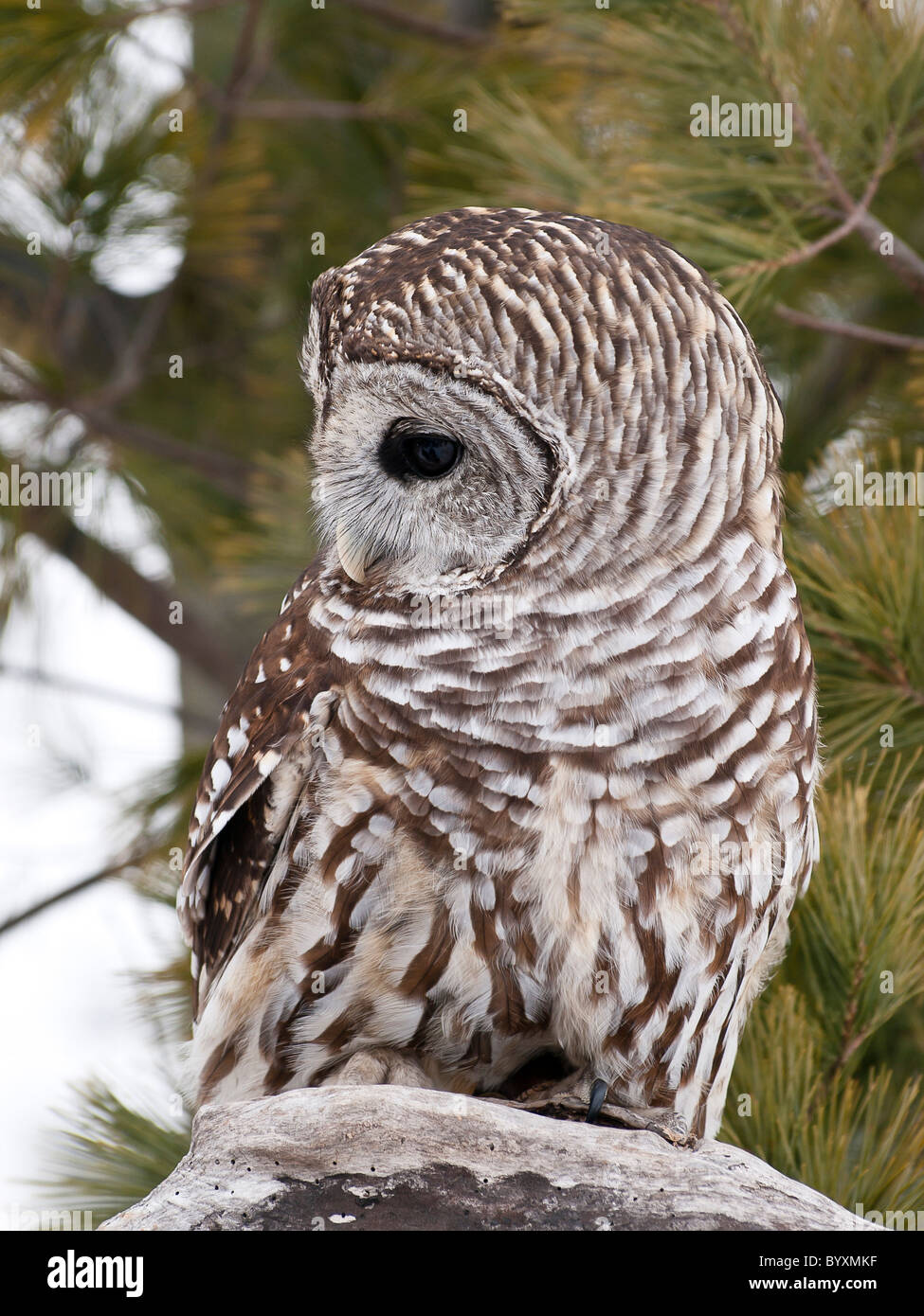 Closeup portrait of a Barred Owl Stock Photo - Alamy