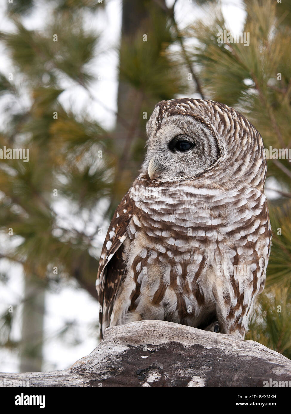 Closeup portrait of a Barred Owl Stock Photo - Alamy