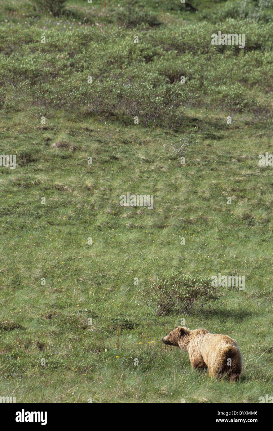 Grizzly Bear, Denali National Park, Alaska, Brown Bear, Bear, Bears ...