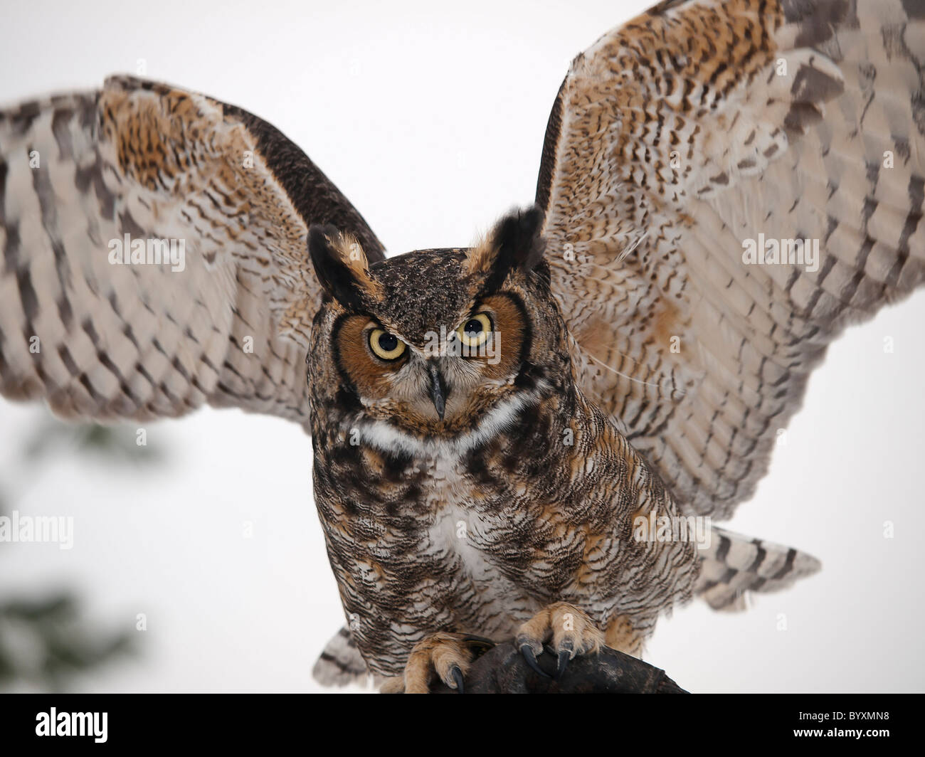Horned Owl Wings