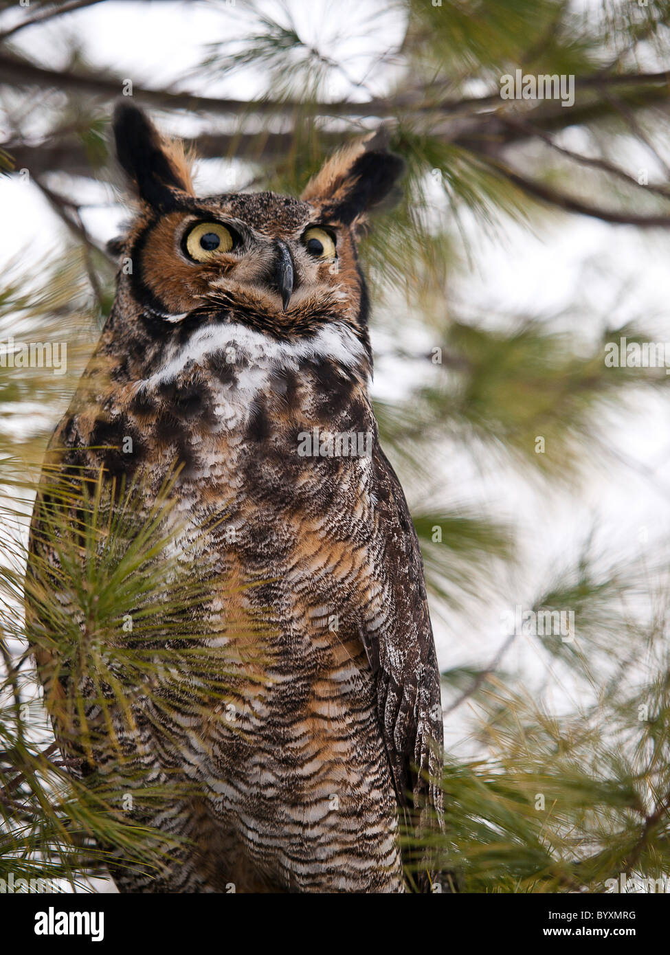Owl looking backwards hi-res stock photography and images - Alamy
