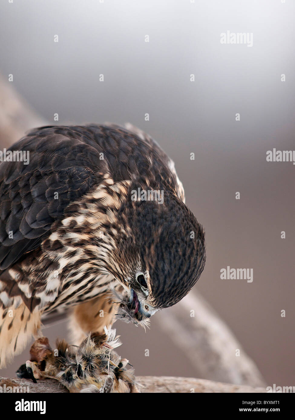 Merlin Falcon perched on a branch Stock Photo - Alamy