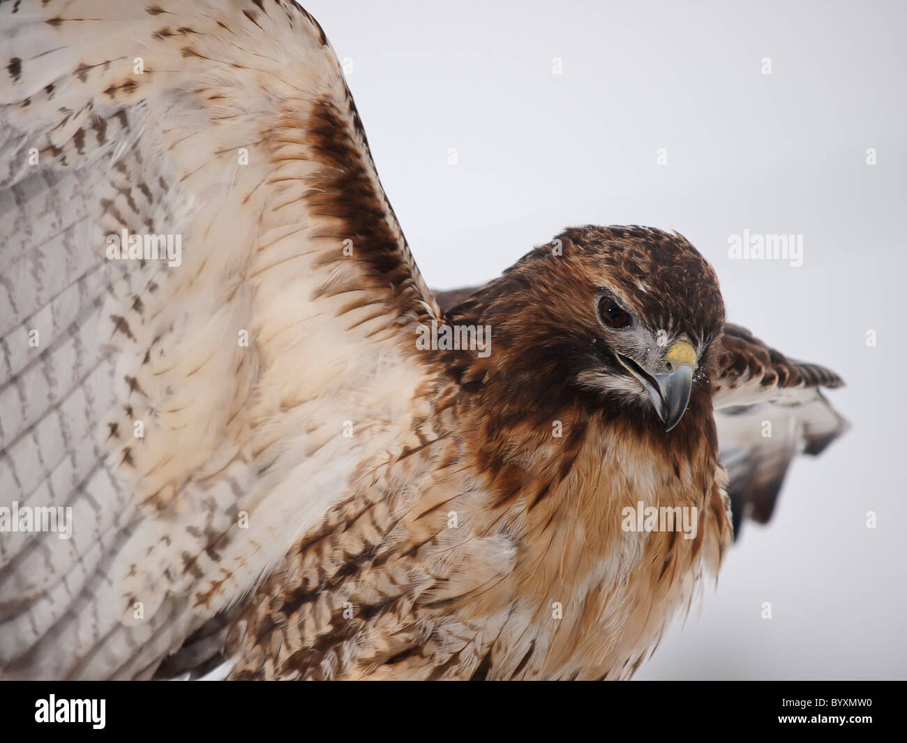 Red tailed hawk portrait profile hi-res stock photography and images ...