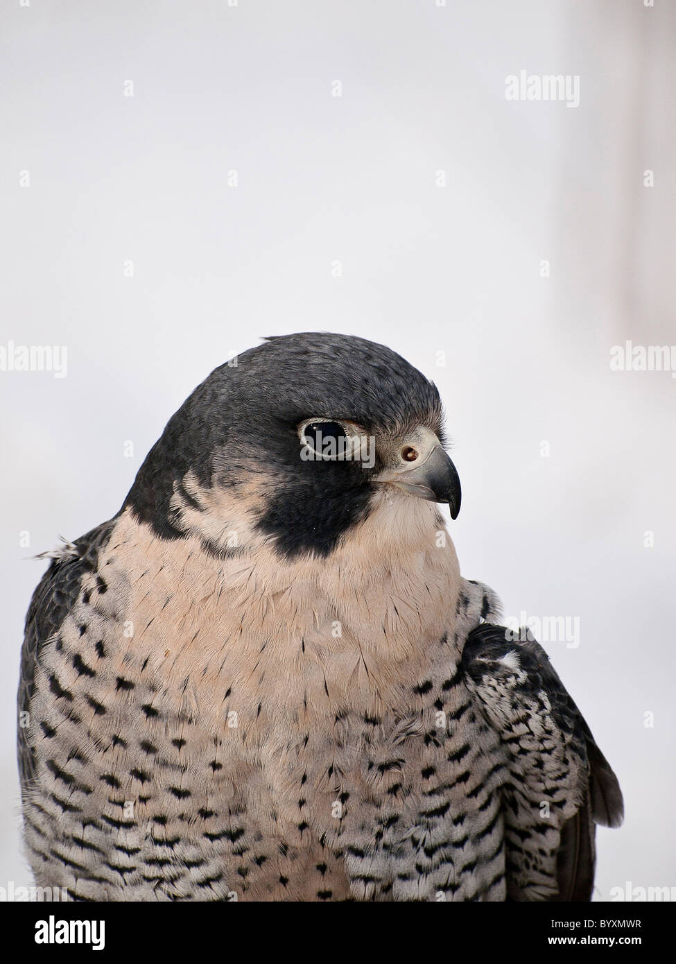 Peregrine falcon looking at camera hi-res stock photography and images ...