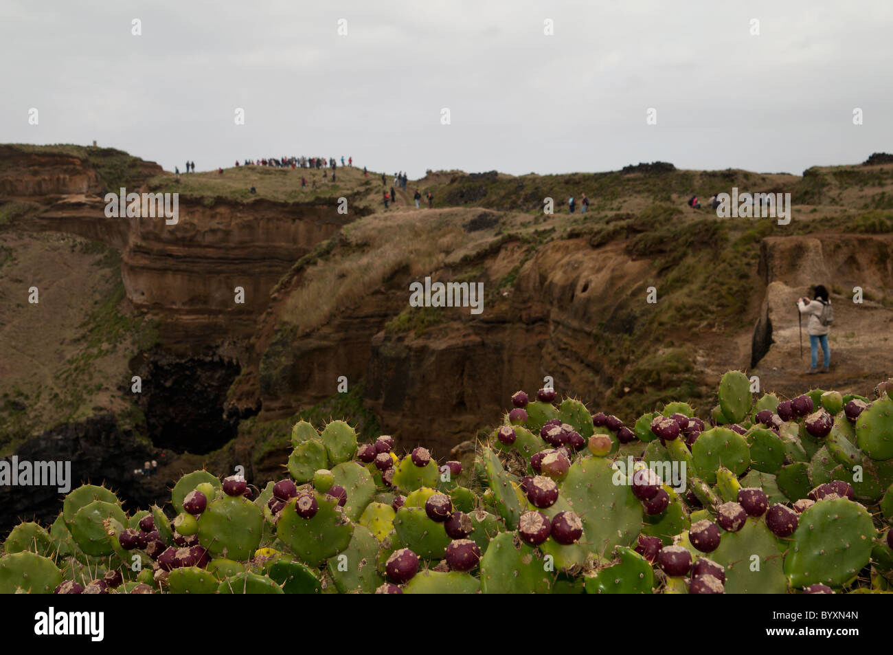 Cactus cliffside azores hi-res stock photography and images - Alamy