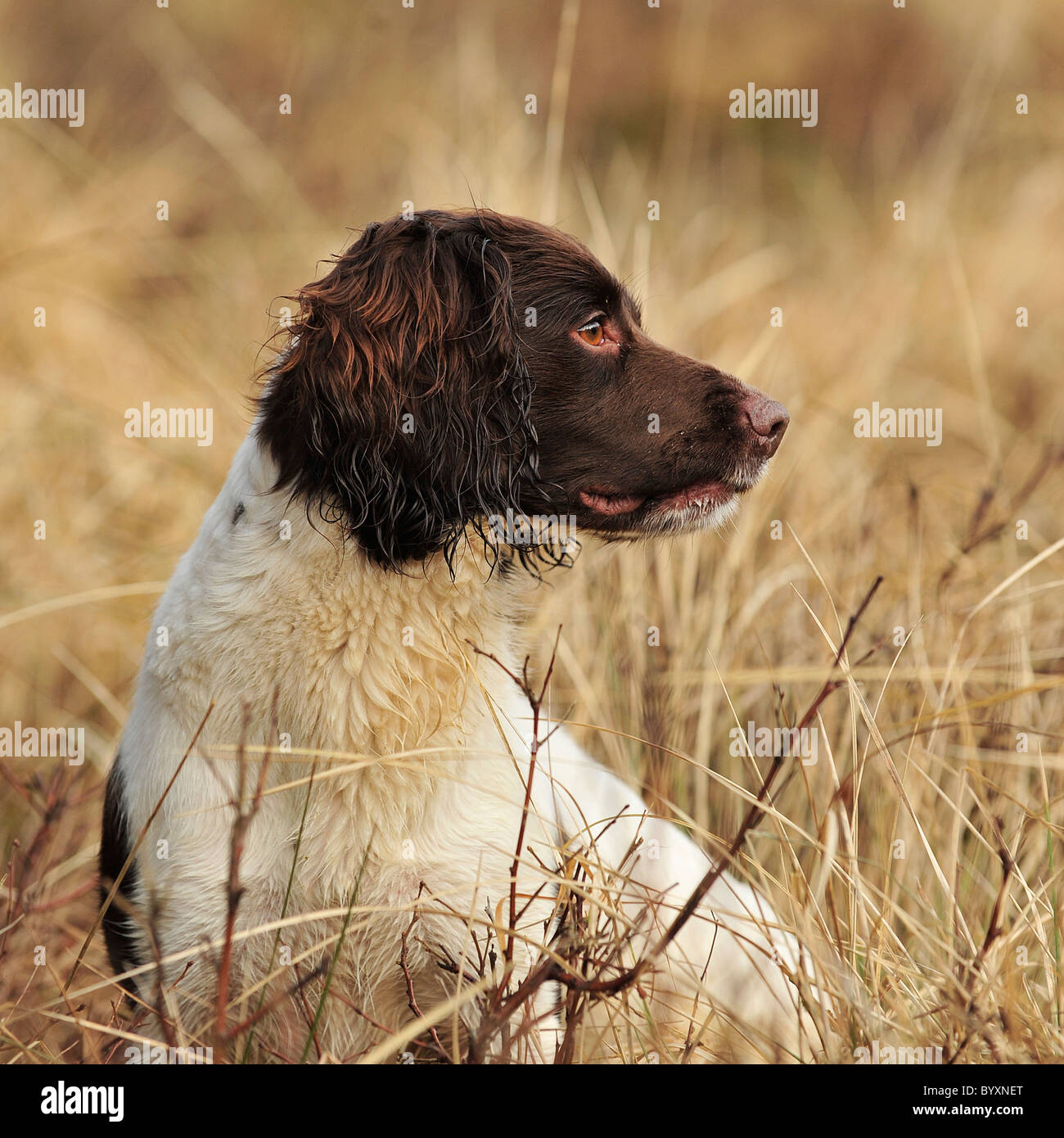 springer spaniel sitting in long winter grass Stock Photo - Alamy