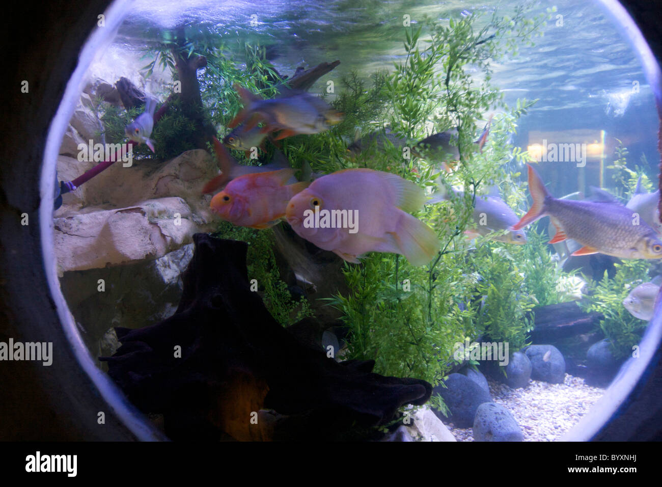 Hunstanton Sea Life Sanctuary Stock Photo - Alamy