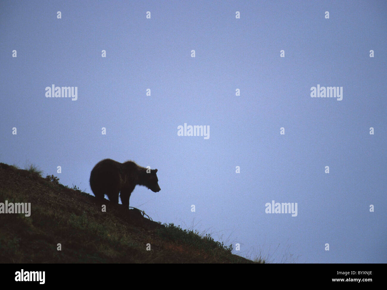 Grizzly Bear, Denali National Park, Alaska, Brown Bear, Bear, Bears ...
