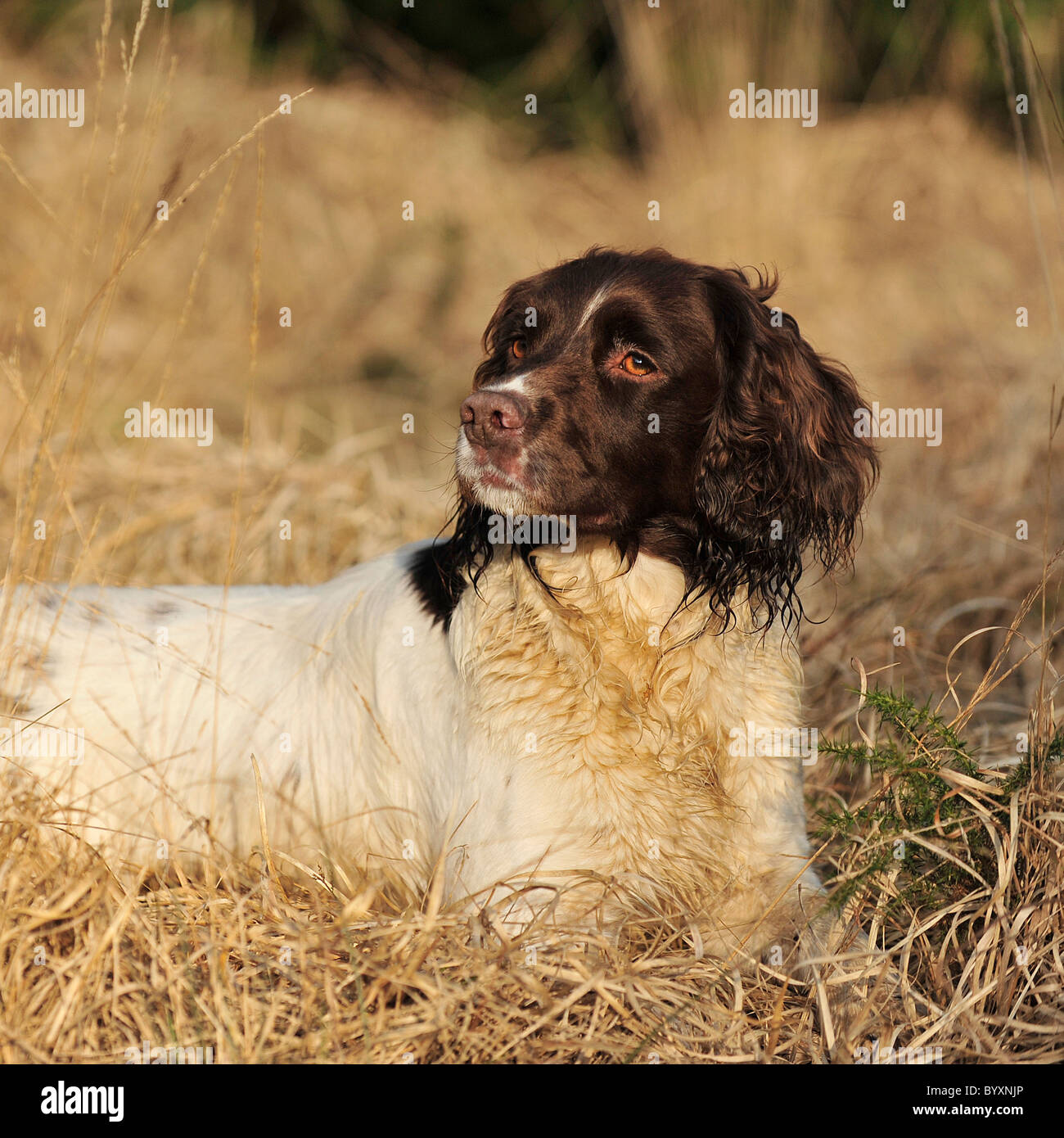 English Springer Spaniel Working Gundog High Resolution Stock ...