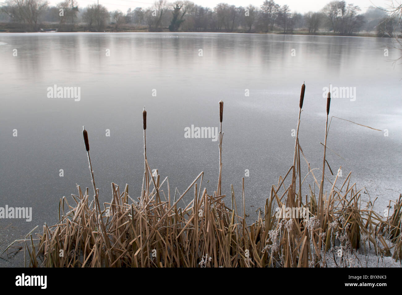 Bull rushes hi-res stock photography and images - Alamy