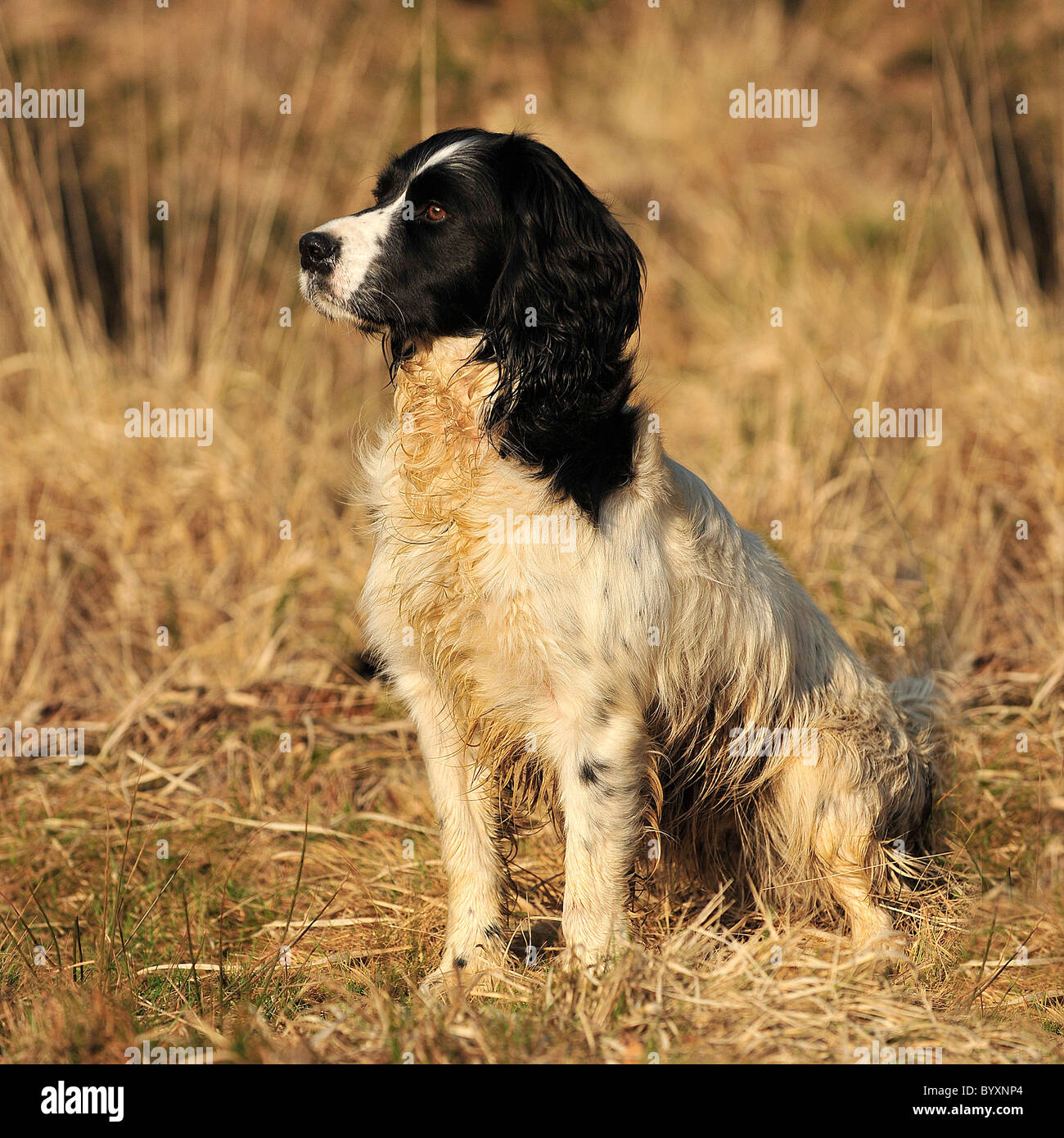 working springer spaniel on a shoot in UK Stock Photo - Alamy