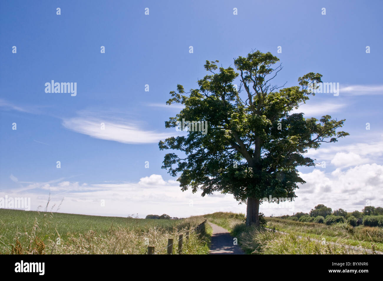 Clouds one single tree hi-res stock photography and images - Alamy
