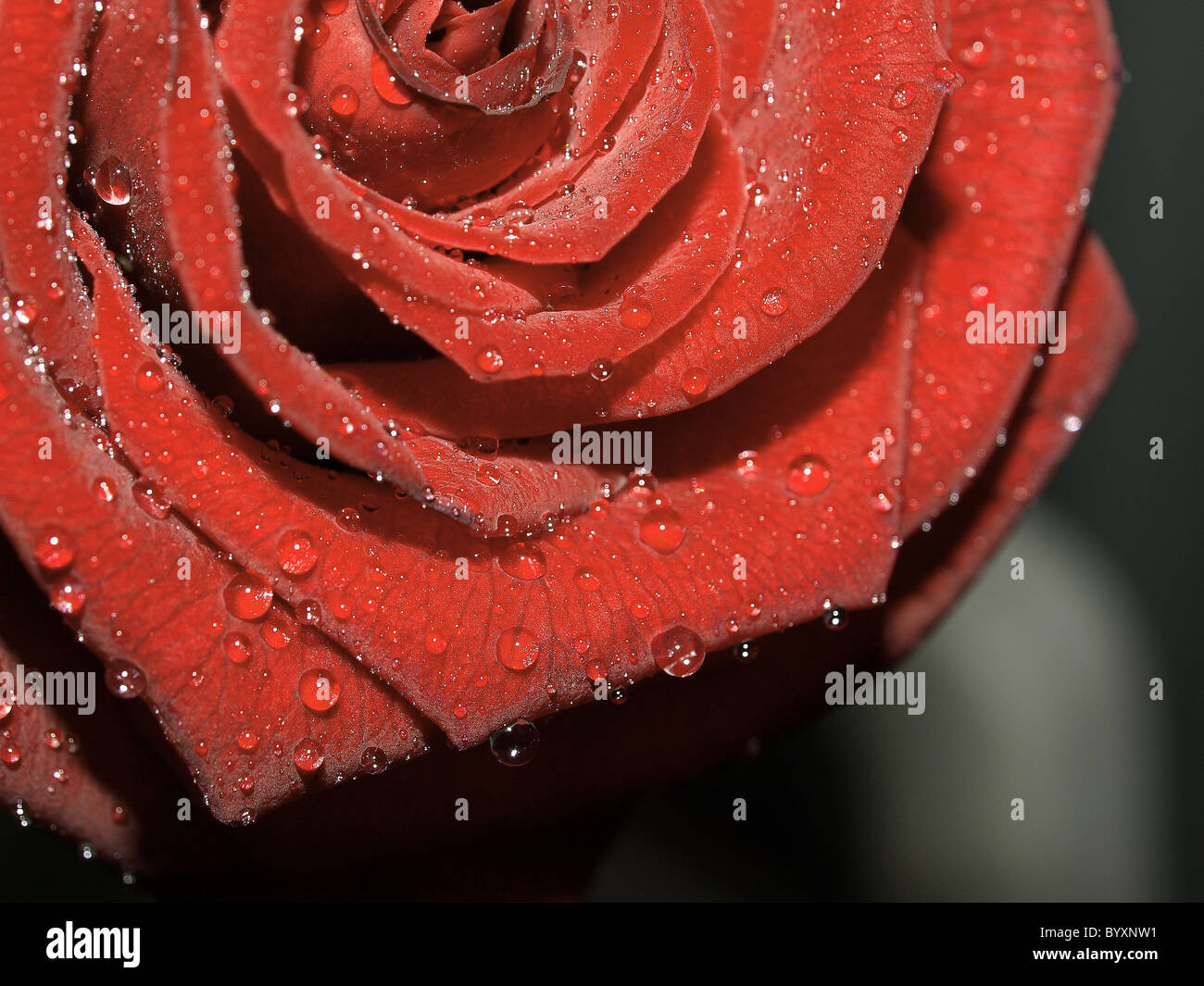 Macro image of red rose Stock Photo - Alamy