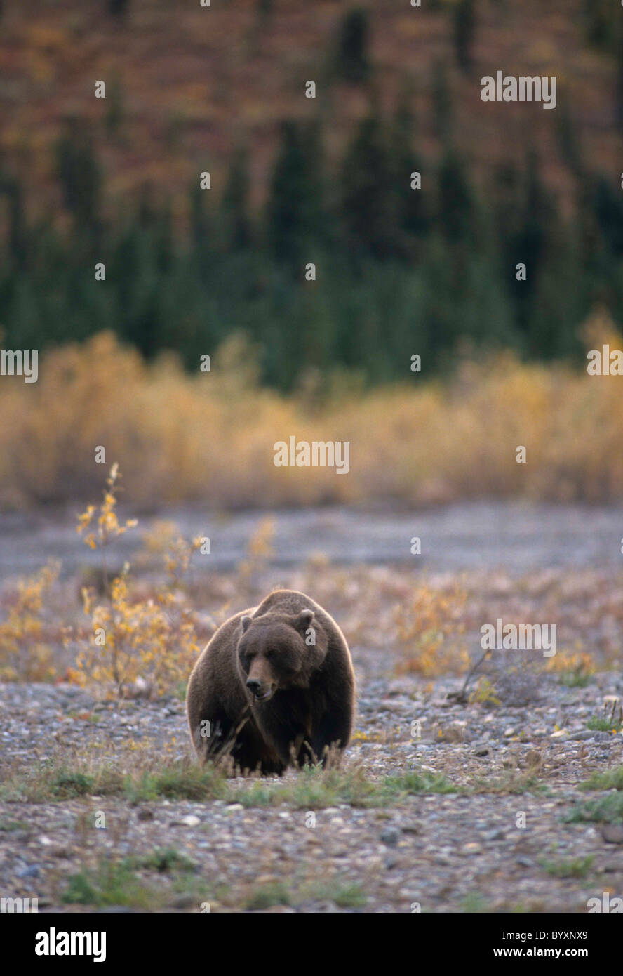 Alaska, Denali National Park, Brown Bear, Bear, Bears, Grizzly Bear ...