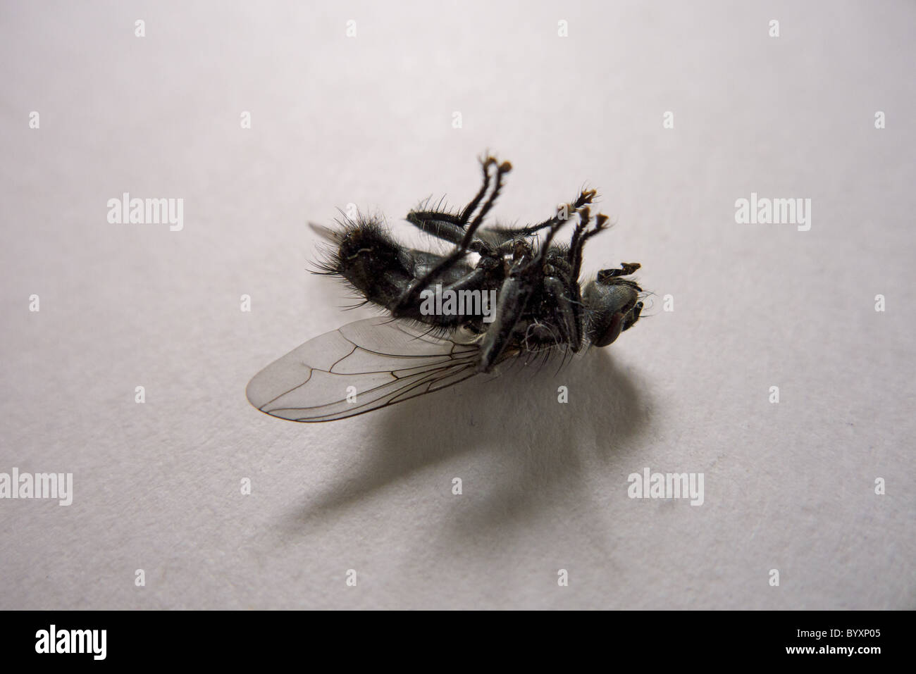 Dead Fly High Resolution Stock Photography and Images - Alamy