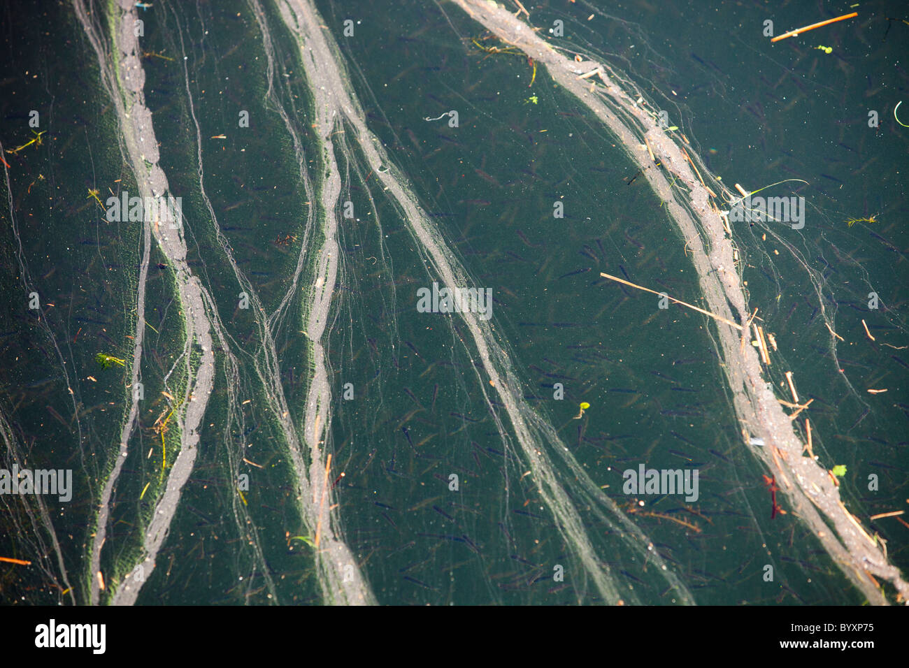 Blue Green algae on Lake Windermere, Lake District, UK Stock Photo - Alamy