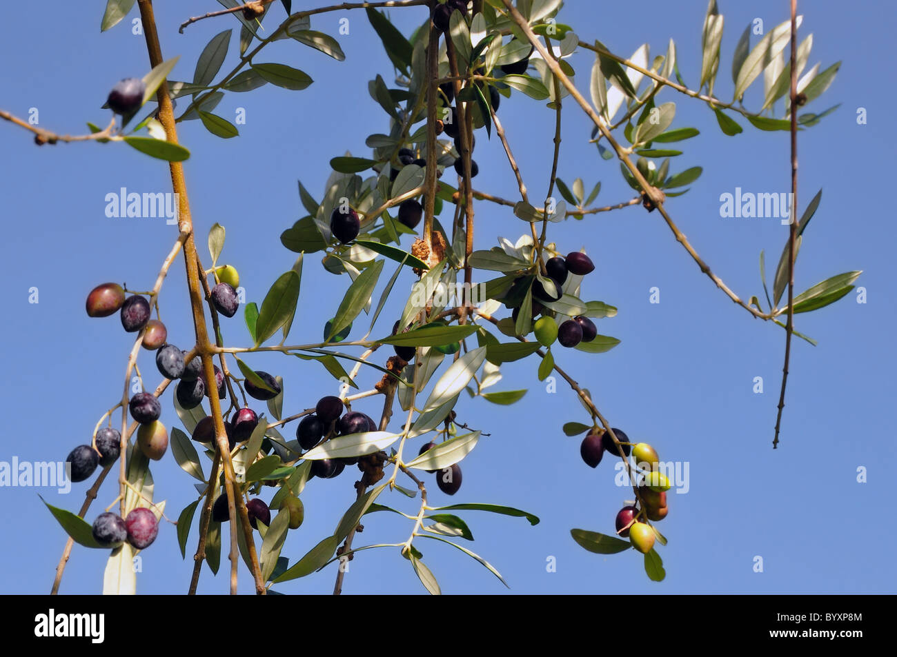 Olives ready for harvest on leafy olive tree branch Stock Photo - Alamy