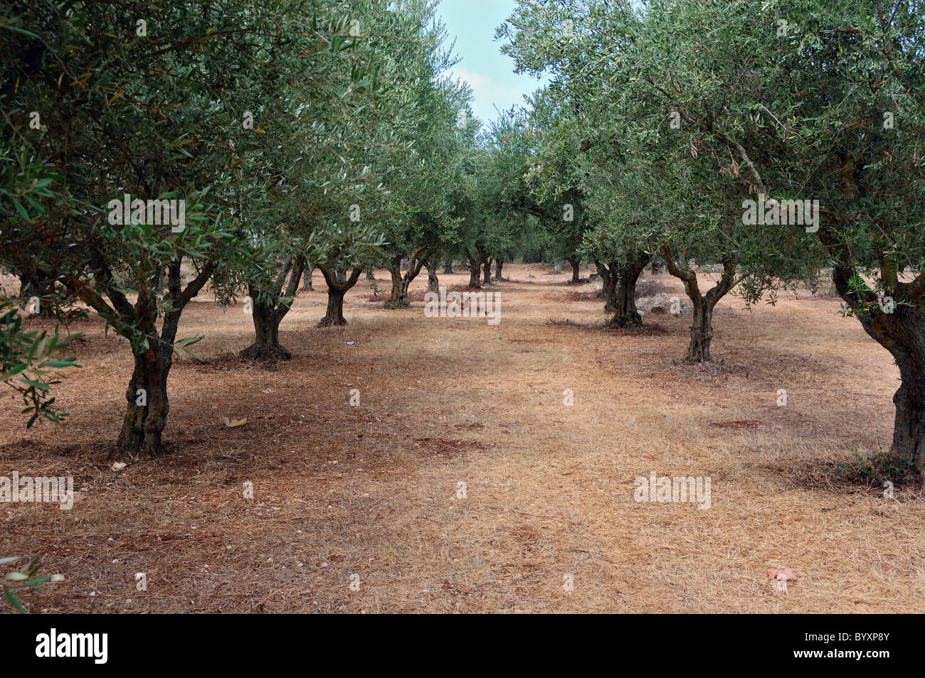 Olive trees and free range poultry in the country Stock Photo - Alamy