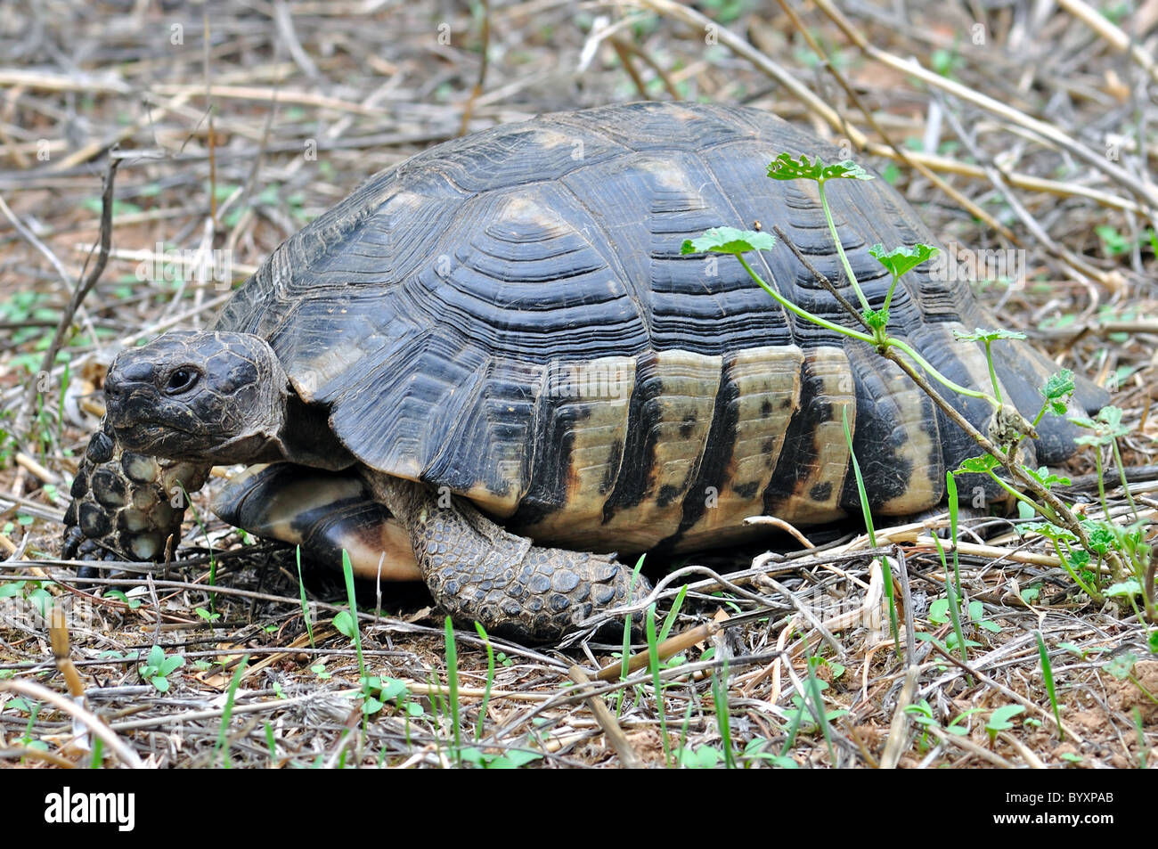 Turtle in natural habitat Stock Photo - Alamy