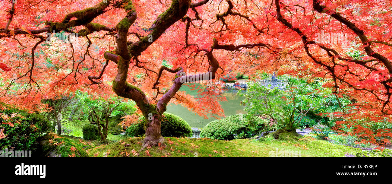 Japanese Maple tree in fall color. Portland Japanese Gardens. Oregon Stock Photo - Alamy