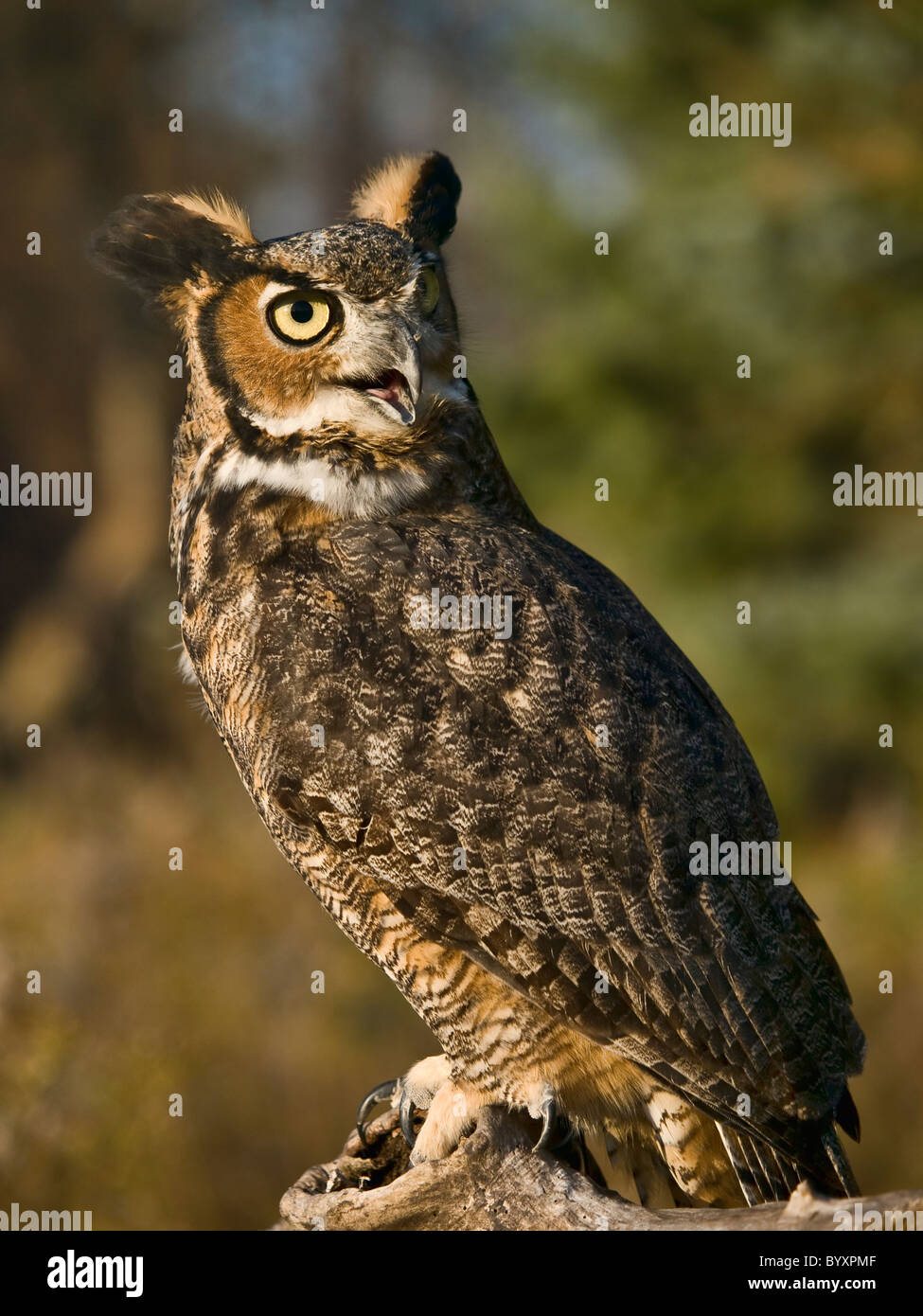 Owl bird head eye side profile hi-res stock photography and images - Alamy