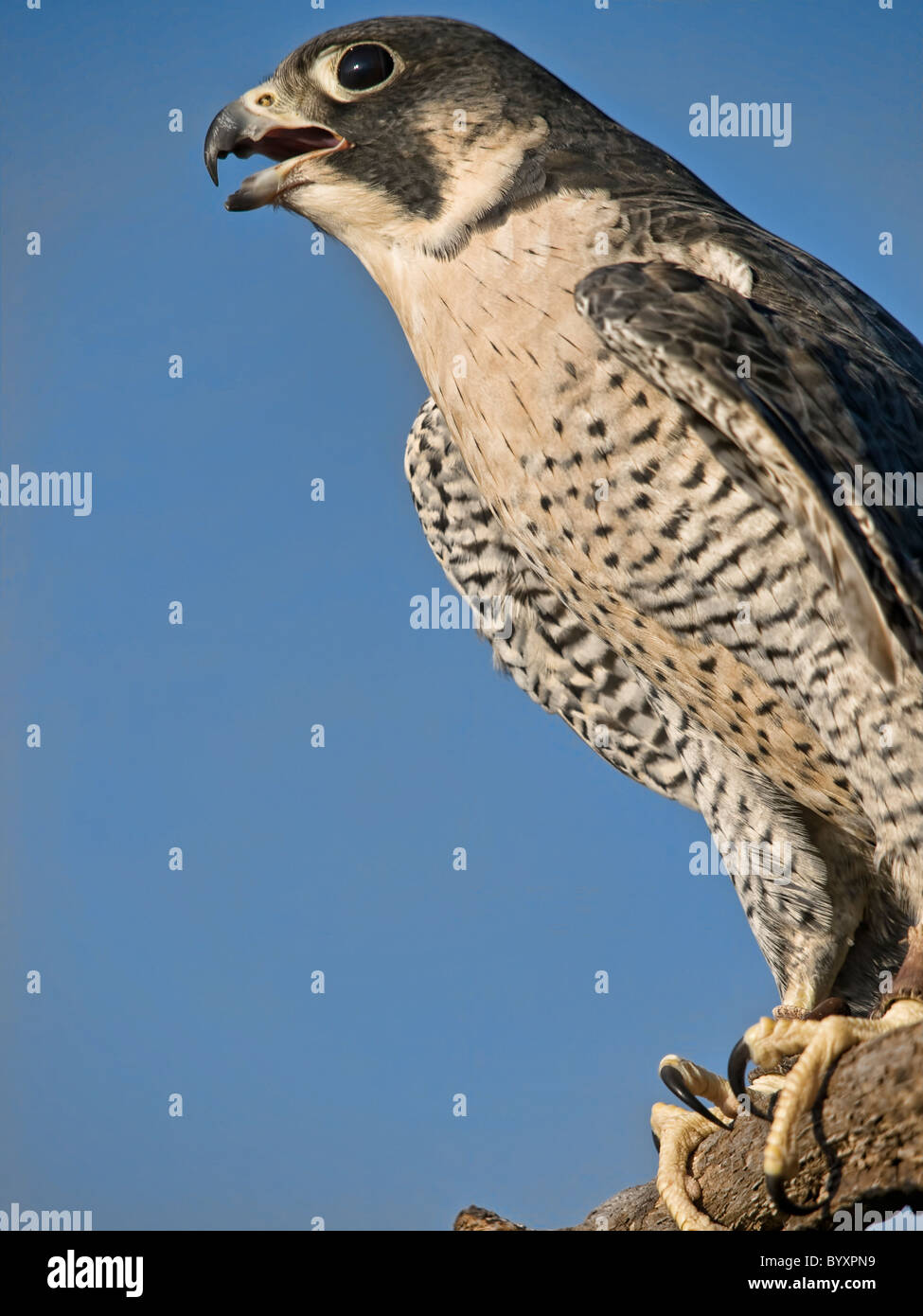Peregrine falcon (falco peregrinus) with jess perched on a tree branch ...