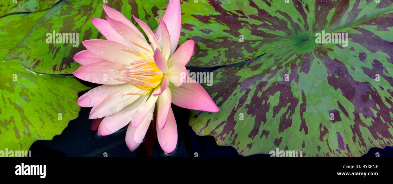 Albert Greenberg tropical water lily. Hughes Water Garden, Oregon Stock ...