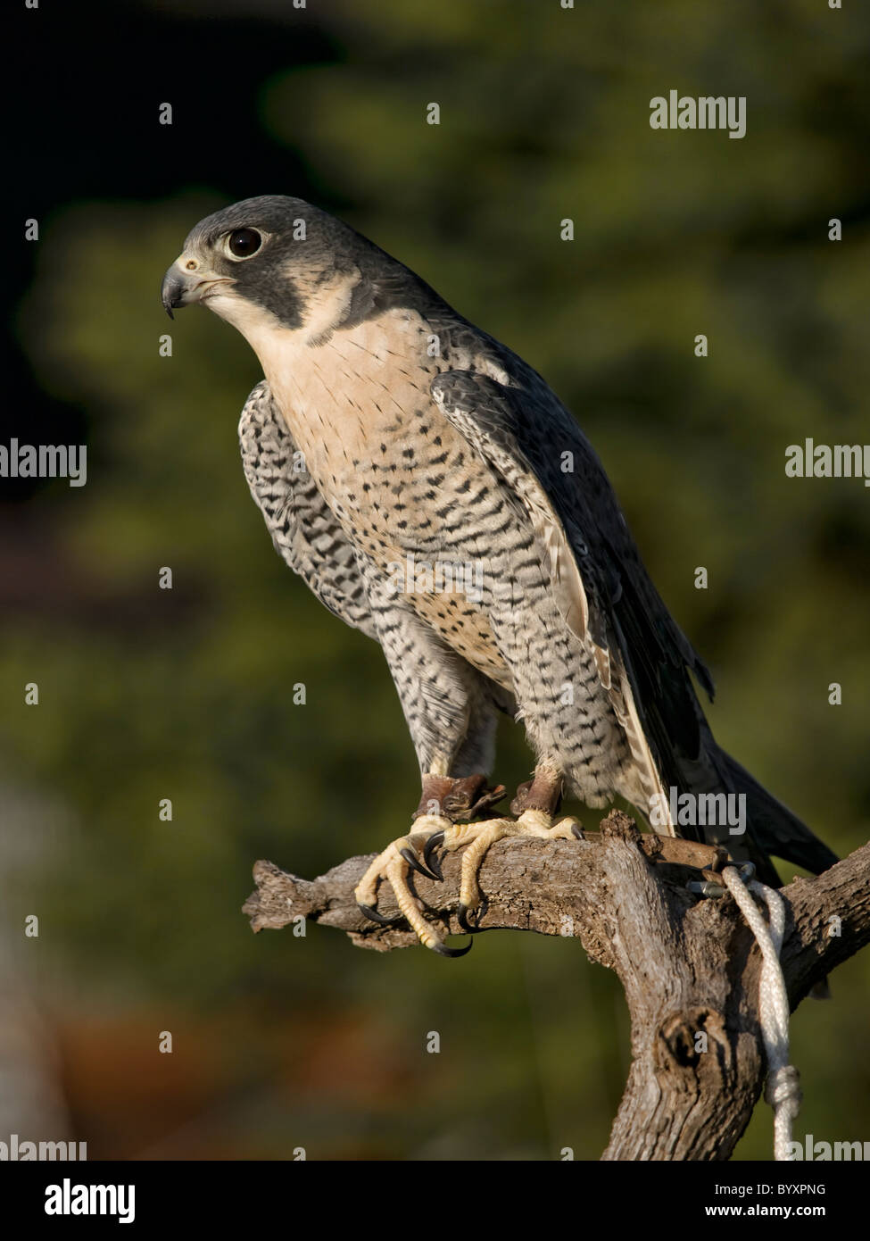 Peregrine falcon (falco peregrinus) with jess perched on a tree branch ...