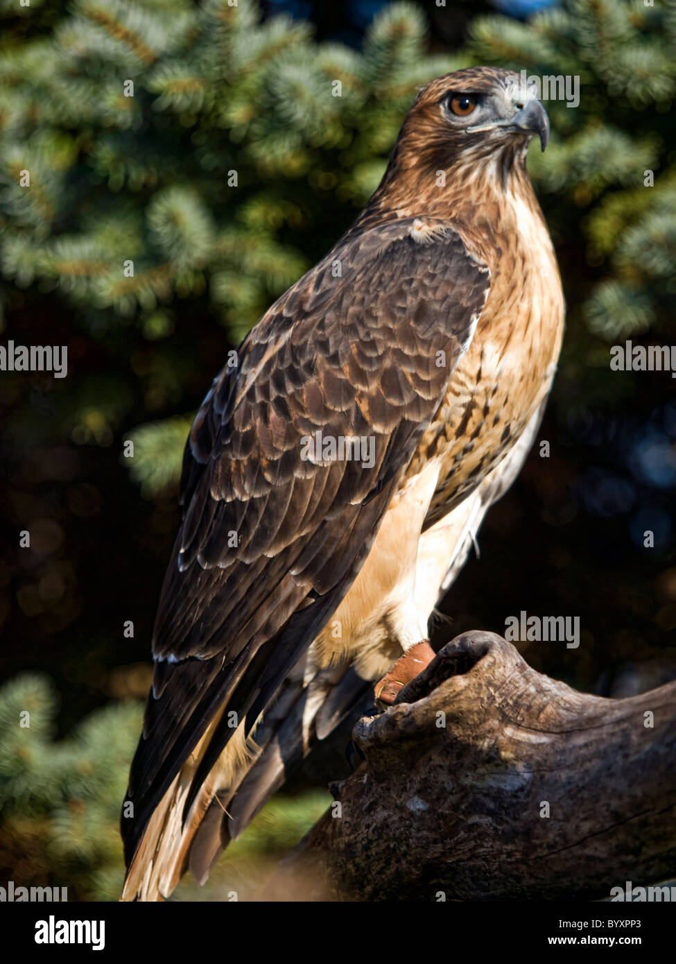 Side view of a Golden Eagle Stock Photo - Alamy