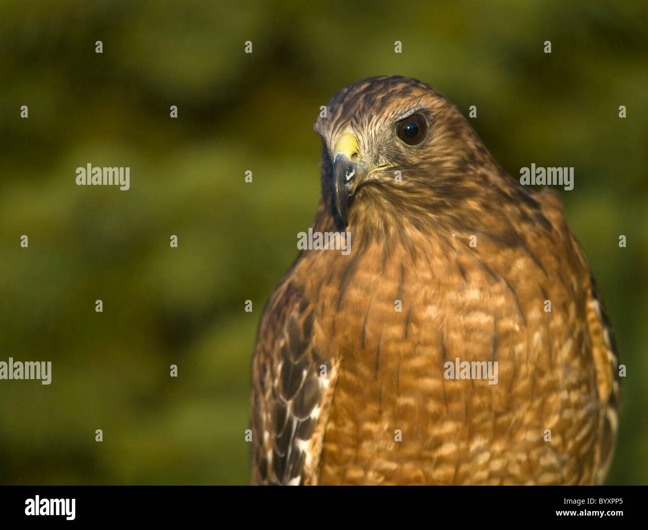 Closeup portrait of a Red Shouldered Hawk Stock Photo - Alamy